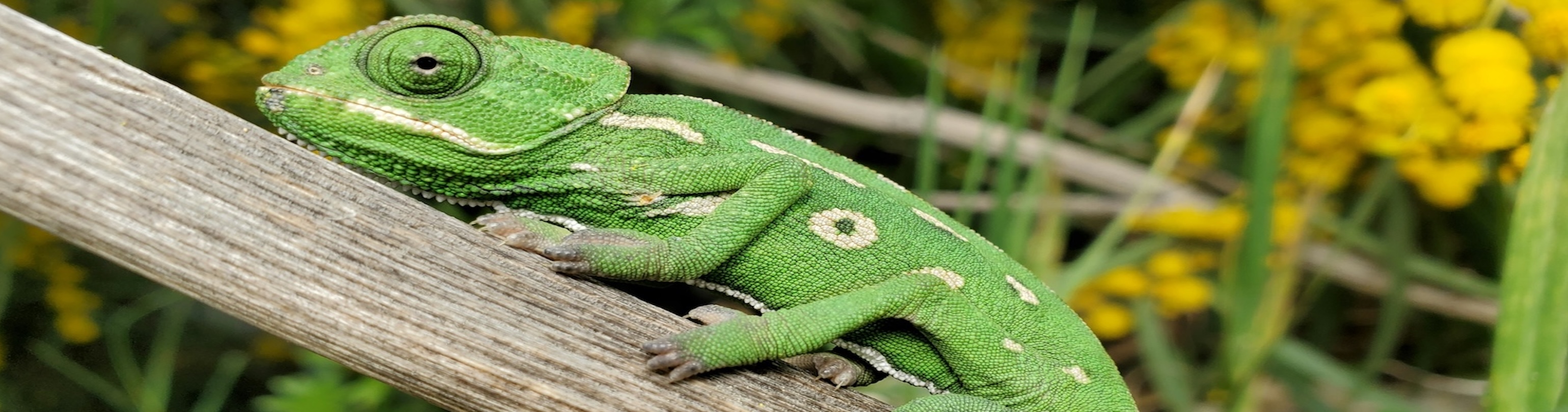 The architecture chameleon - Lambda or Container with same code ...